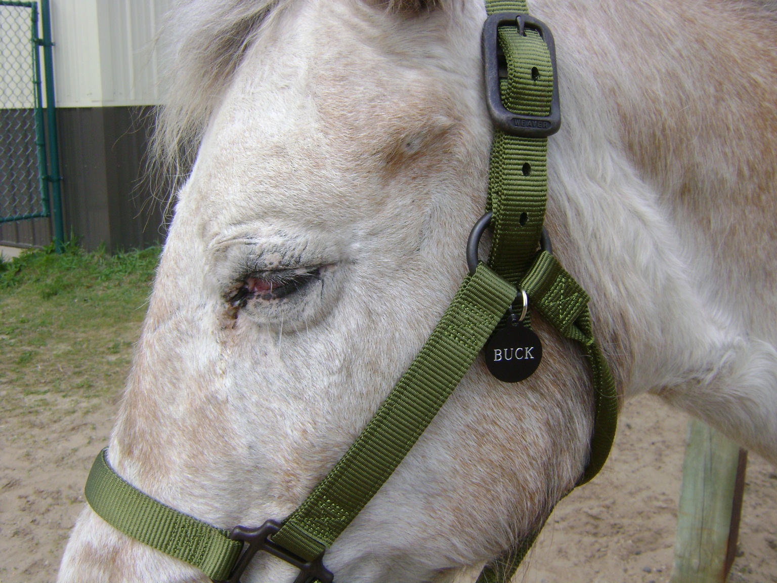 buck | Stable Pathways